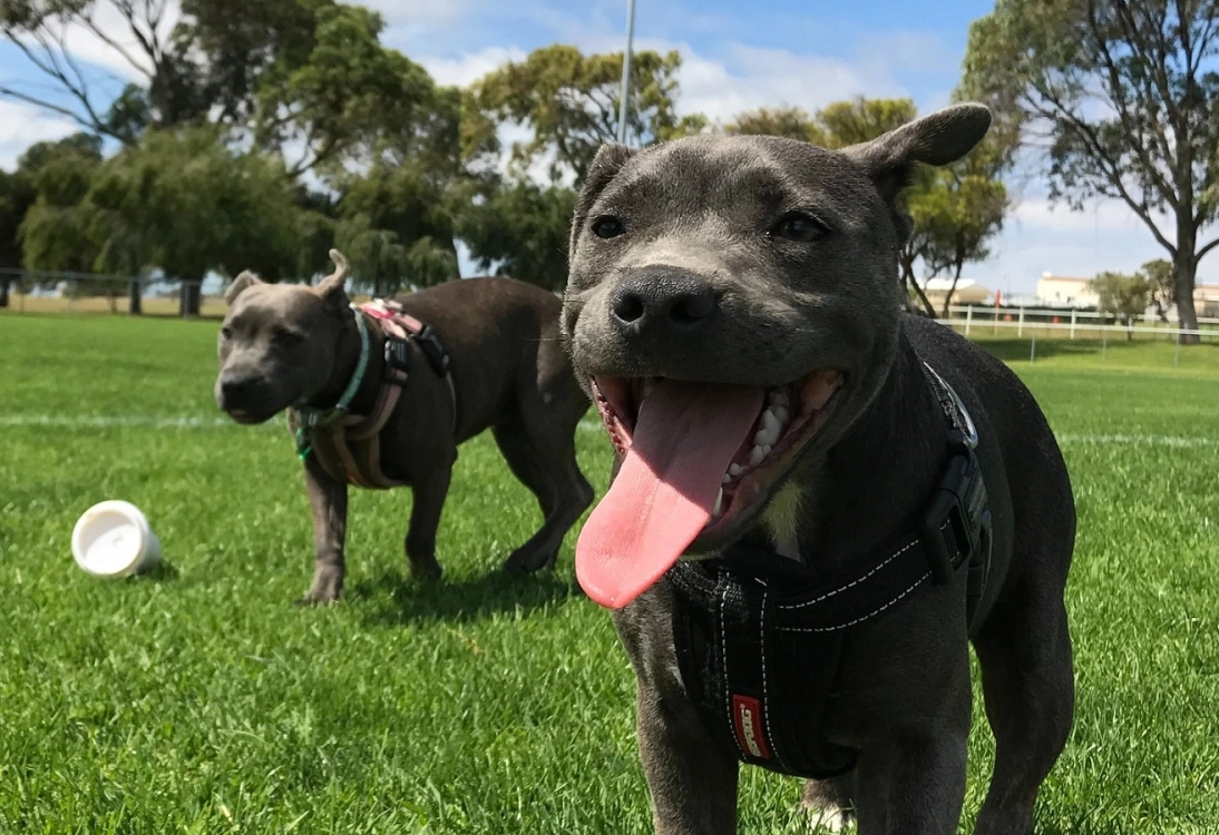 Best Dog Parks in San Francisco: Scenic Spots for Pups