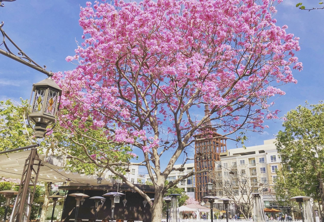 Discover Glendale's Best Restaurants: Top 9 Hidden Gems