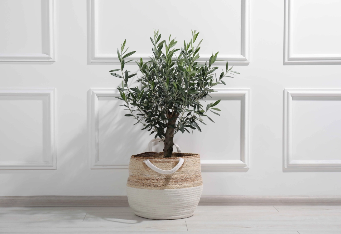 Best Faux Olive Trees for Effortless Style