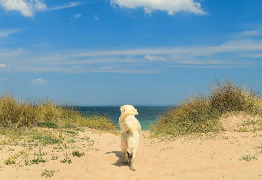 Top-Rated No-Kill Animal Shelter in Southampton: Adopt Today!