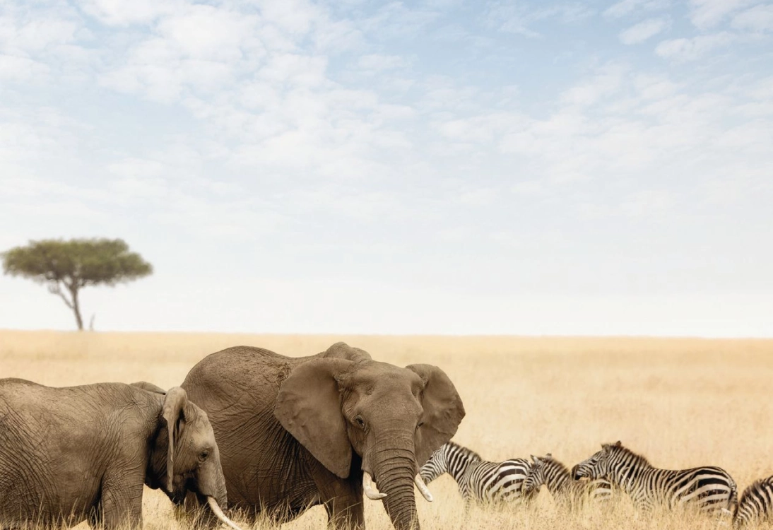 Luxury Private Jet Adventures with TCS World Travel