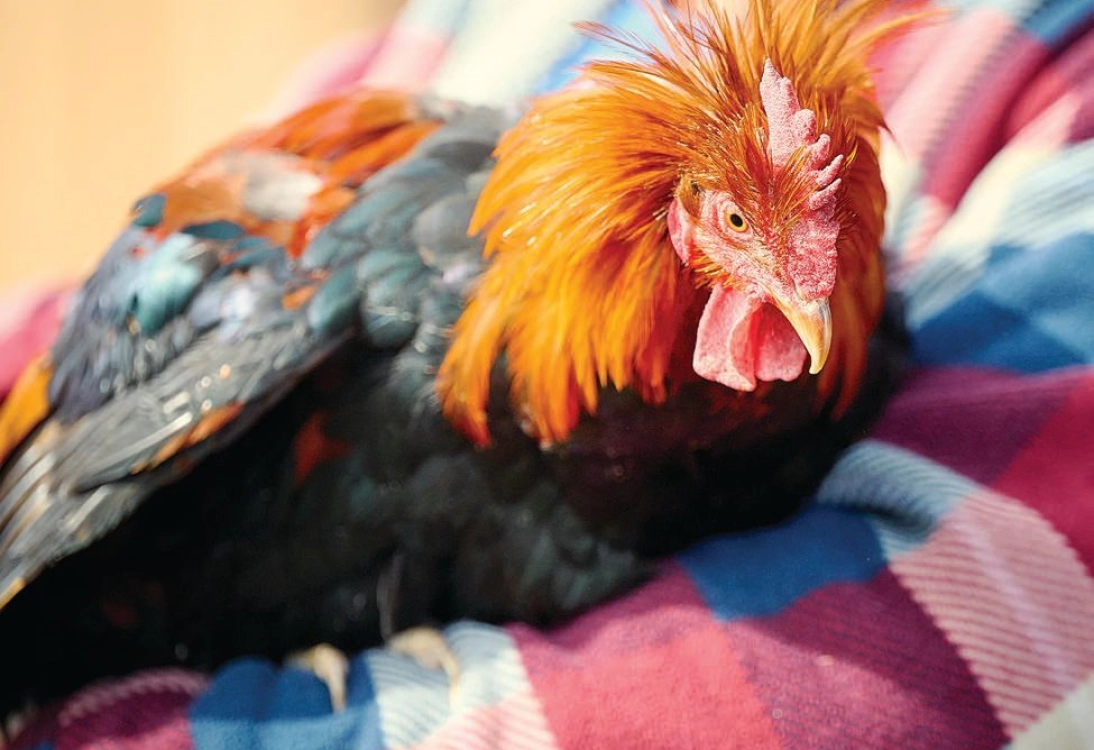 Revolutionizing Poultry: Café Vivant in Menlo Park