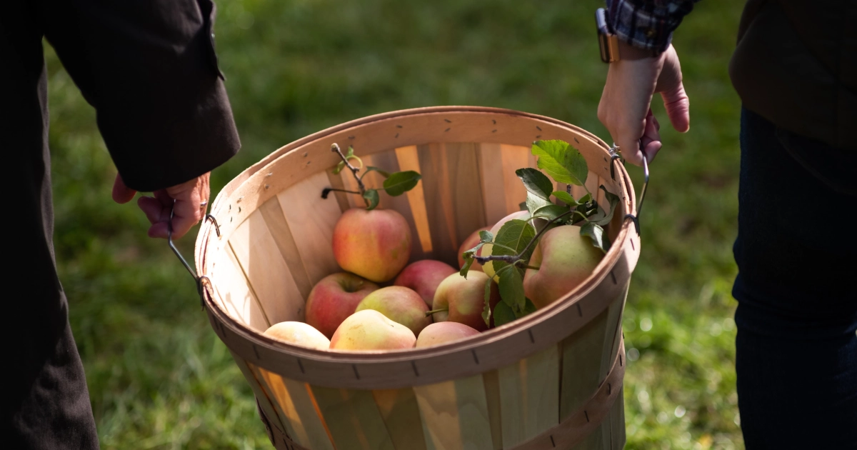 Best Fall Activities in Boston: Festivals & Adventures