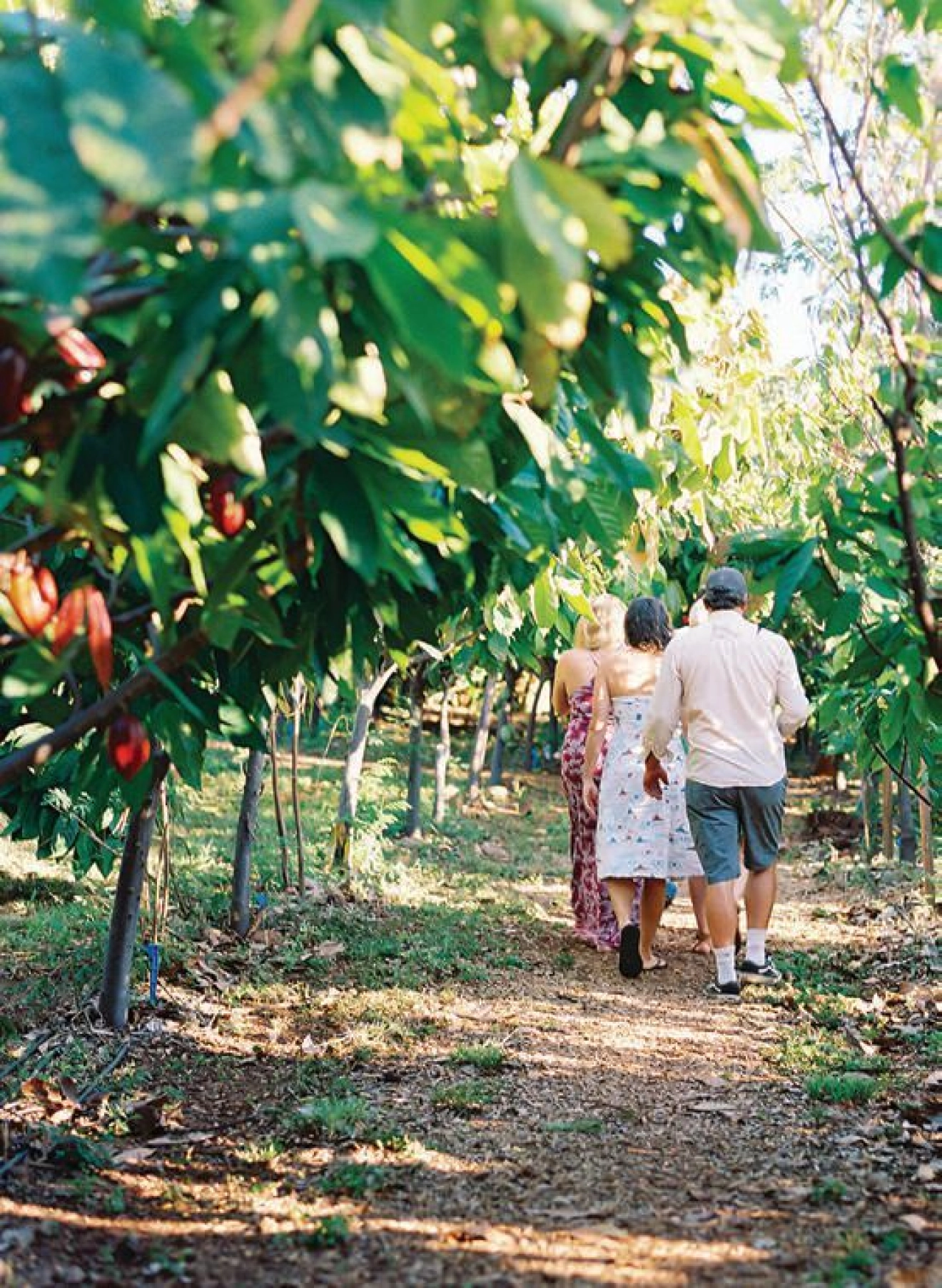 Maui Ku‘ia Estates Chocolate Tour