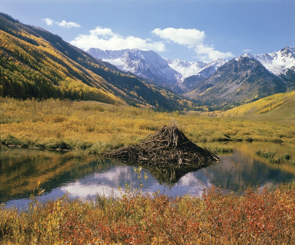 Toklat Gallery Celebrates 70th Anniversary with Legacy