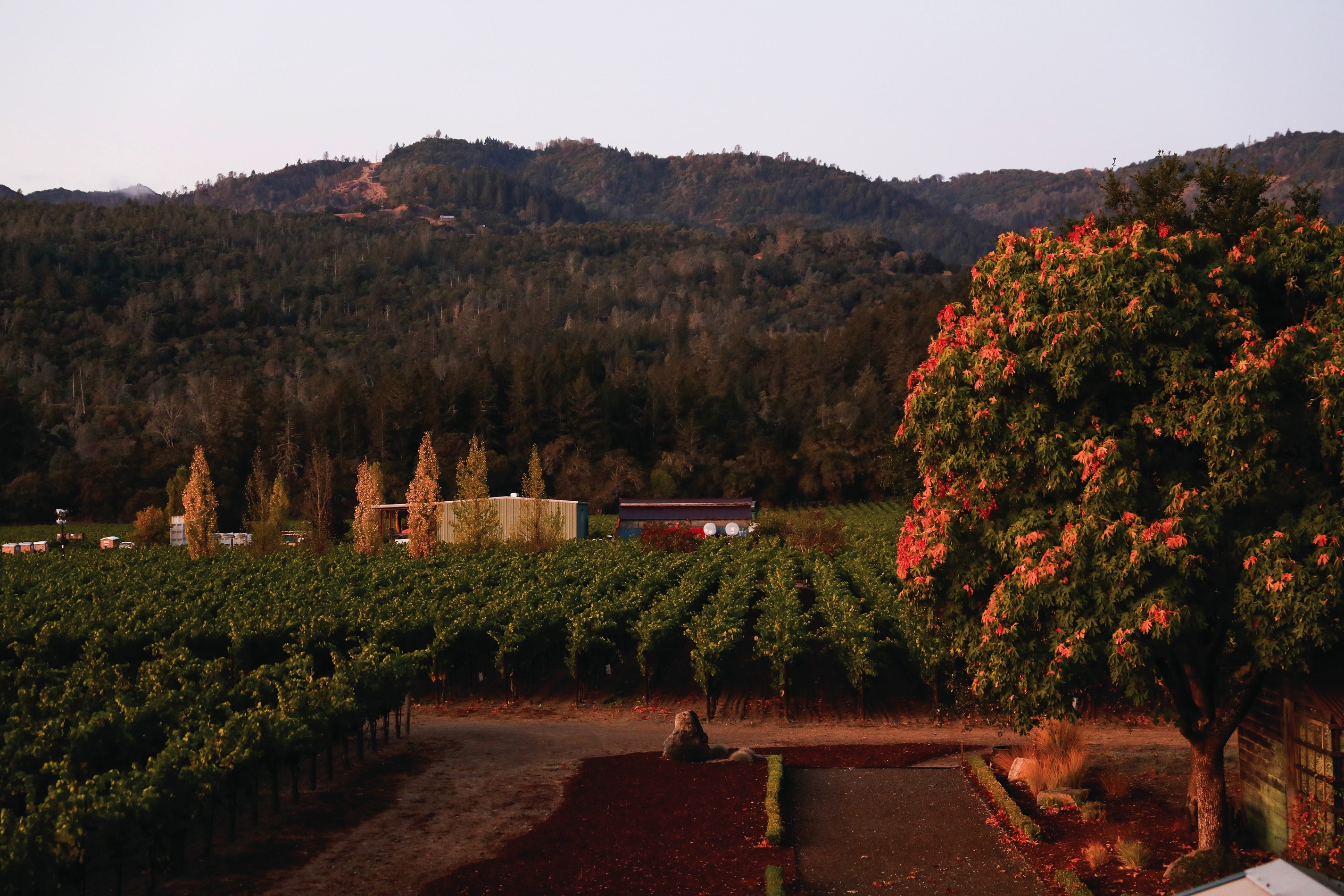 Fifth Generation Winemakers: The Taplin Legacy of Napa Valley