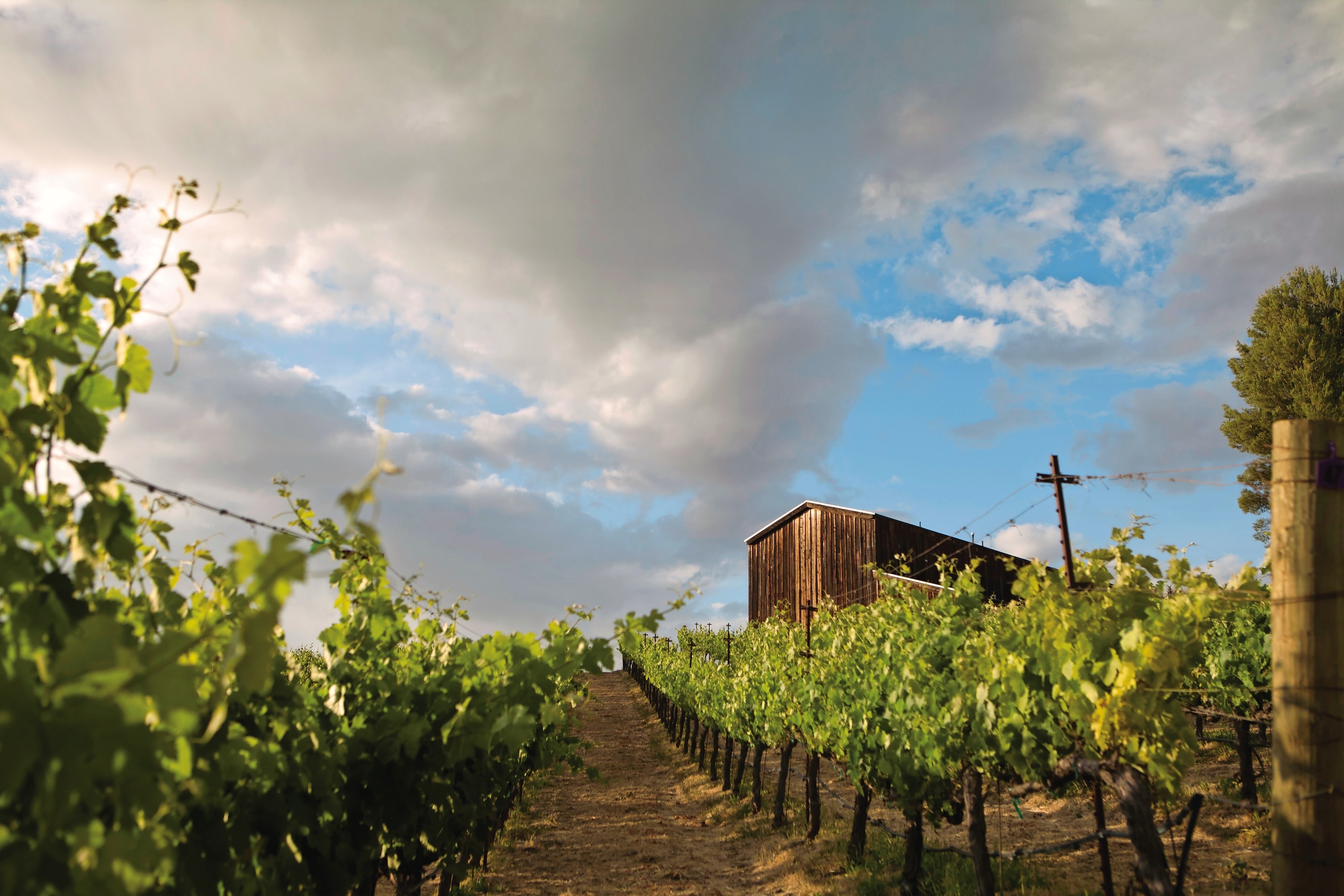 Terry Hoage: Former NFL Star & Winemaker