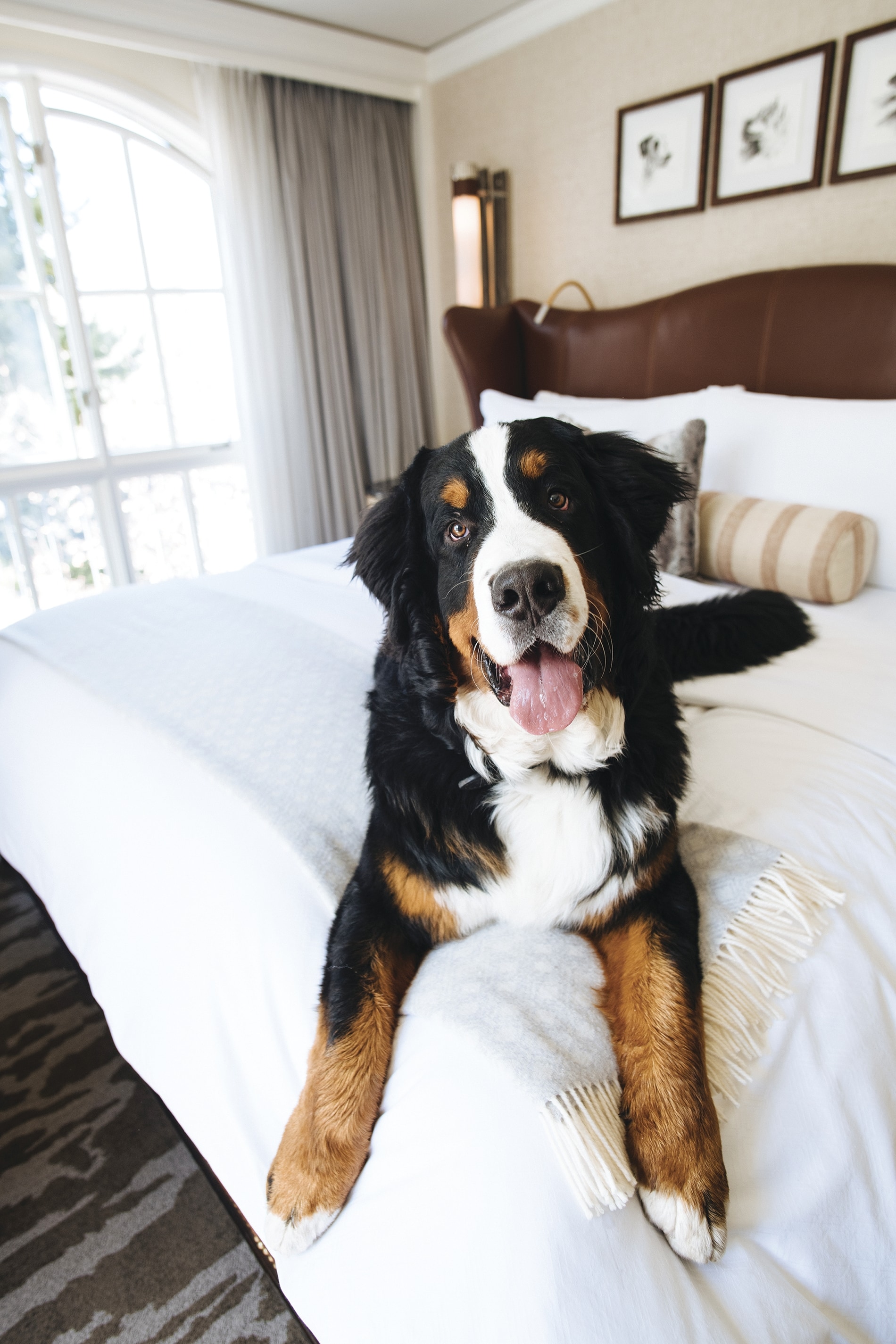 Meet Kitty Jacob Astor II: Aspen's Beloved Hotel Dog