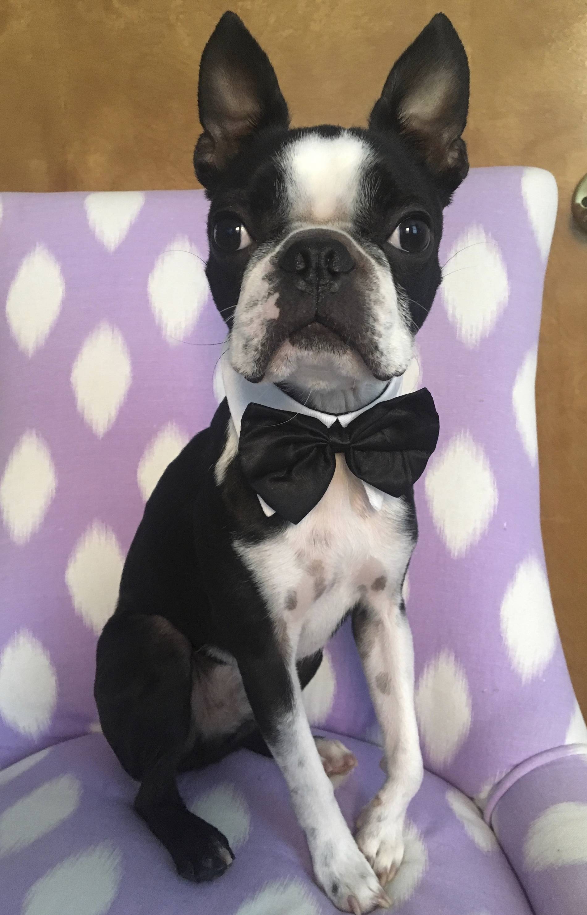 Pawesome Pets of Philadelphia: Meet Our Furry Friends!