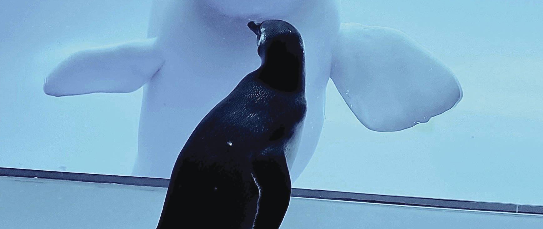 Bright Moments: Shedd Penguins Spread Joy and Hope Online