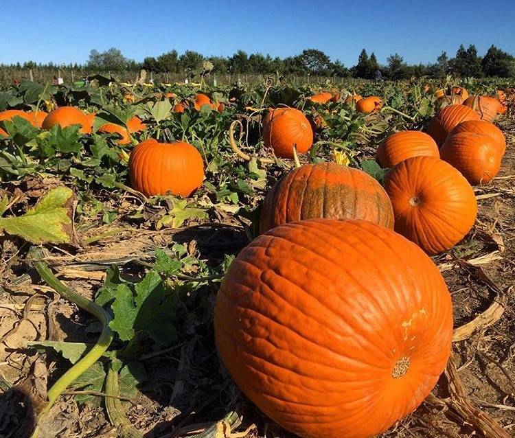 Explore The Hamptons: 4 Instagrammable Fall Hotspots