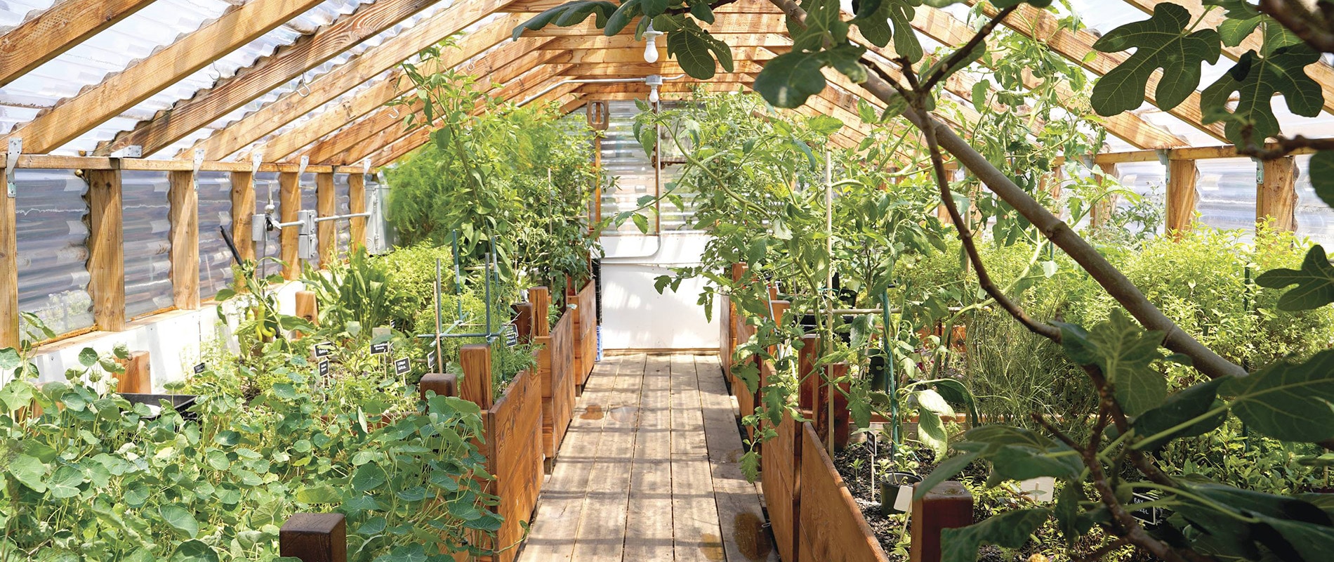 Eden Chef Devon Quinn: Green Living & Culinary Innovation