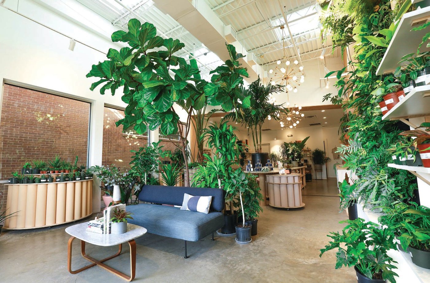 5 Must-Visit Houston Houseplant Shops for Earth Day