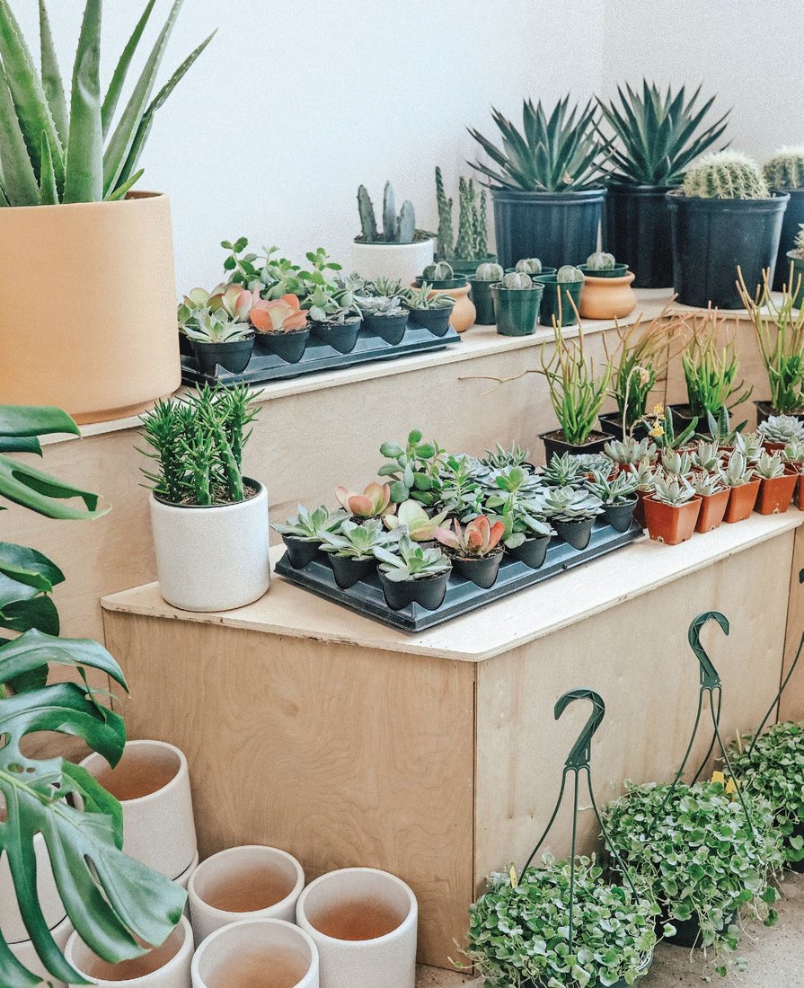 Discover the Best Plant Shops in Dallas