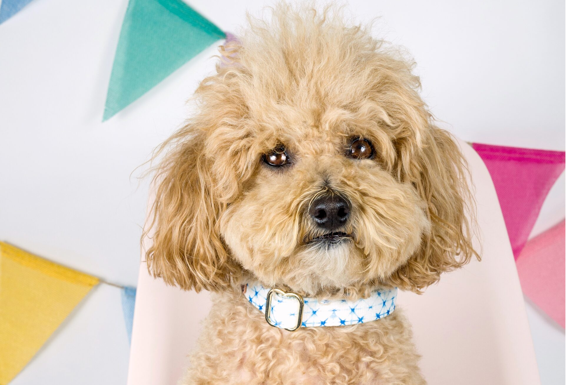 Fashionable Pet Accessories: Pink Papyrus Leads the Trend