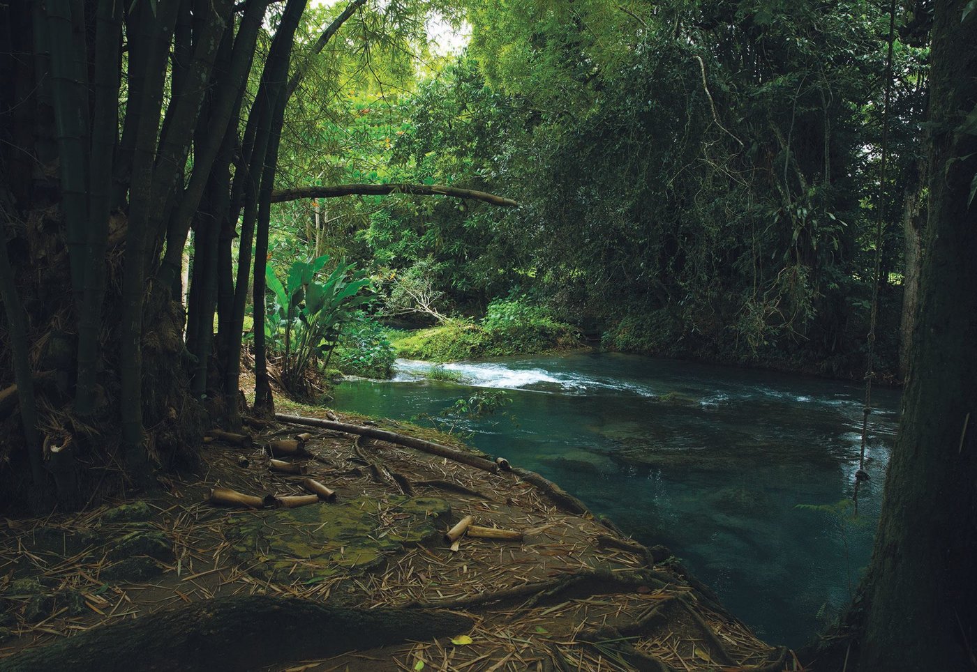 AIRIE's 20-Year Journey: Art for Everglades and Justice
