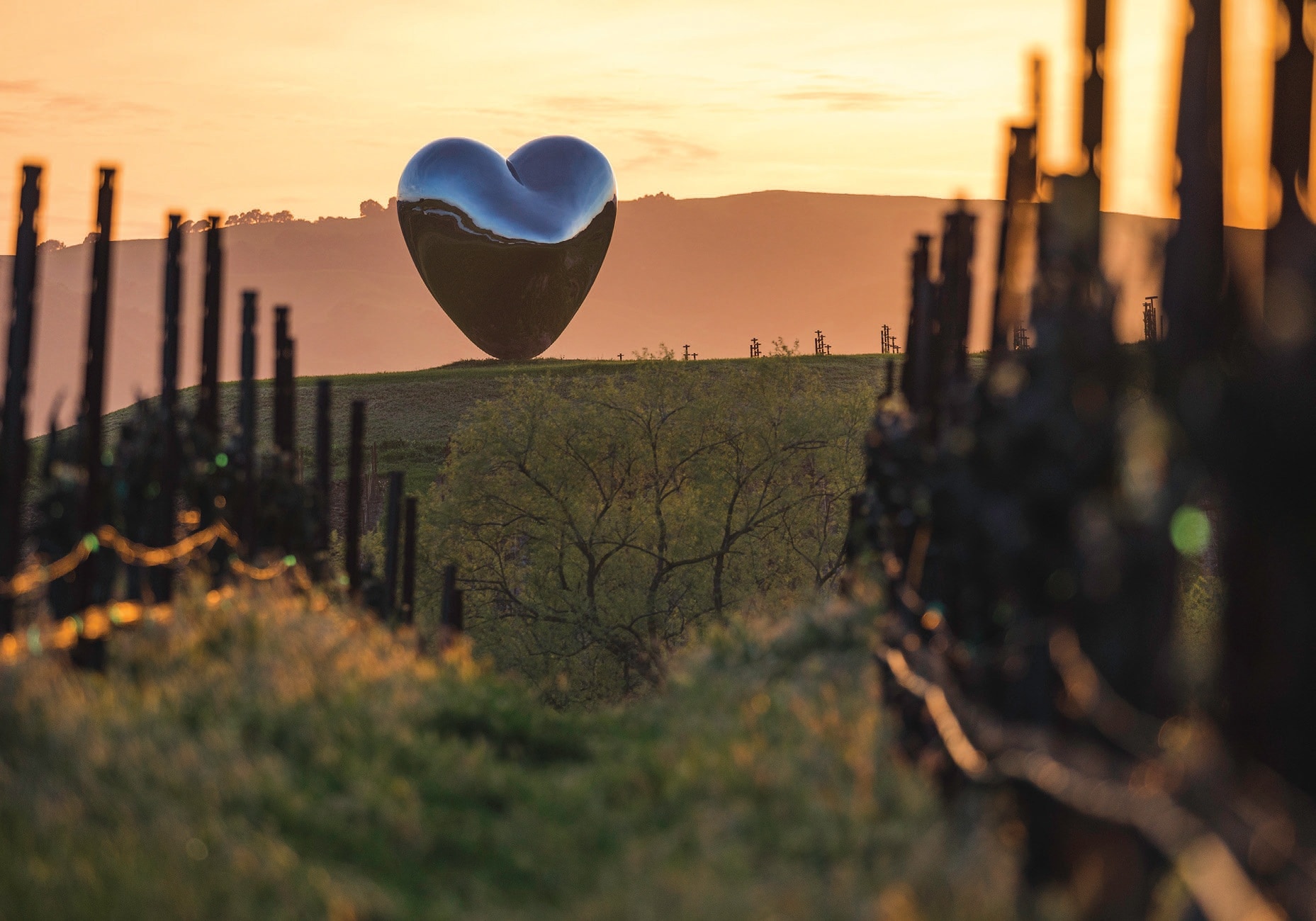 Dan Fishman Elevates Donum Estate Wines Organically