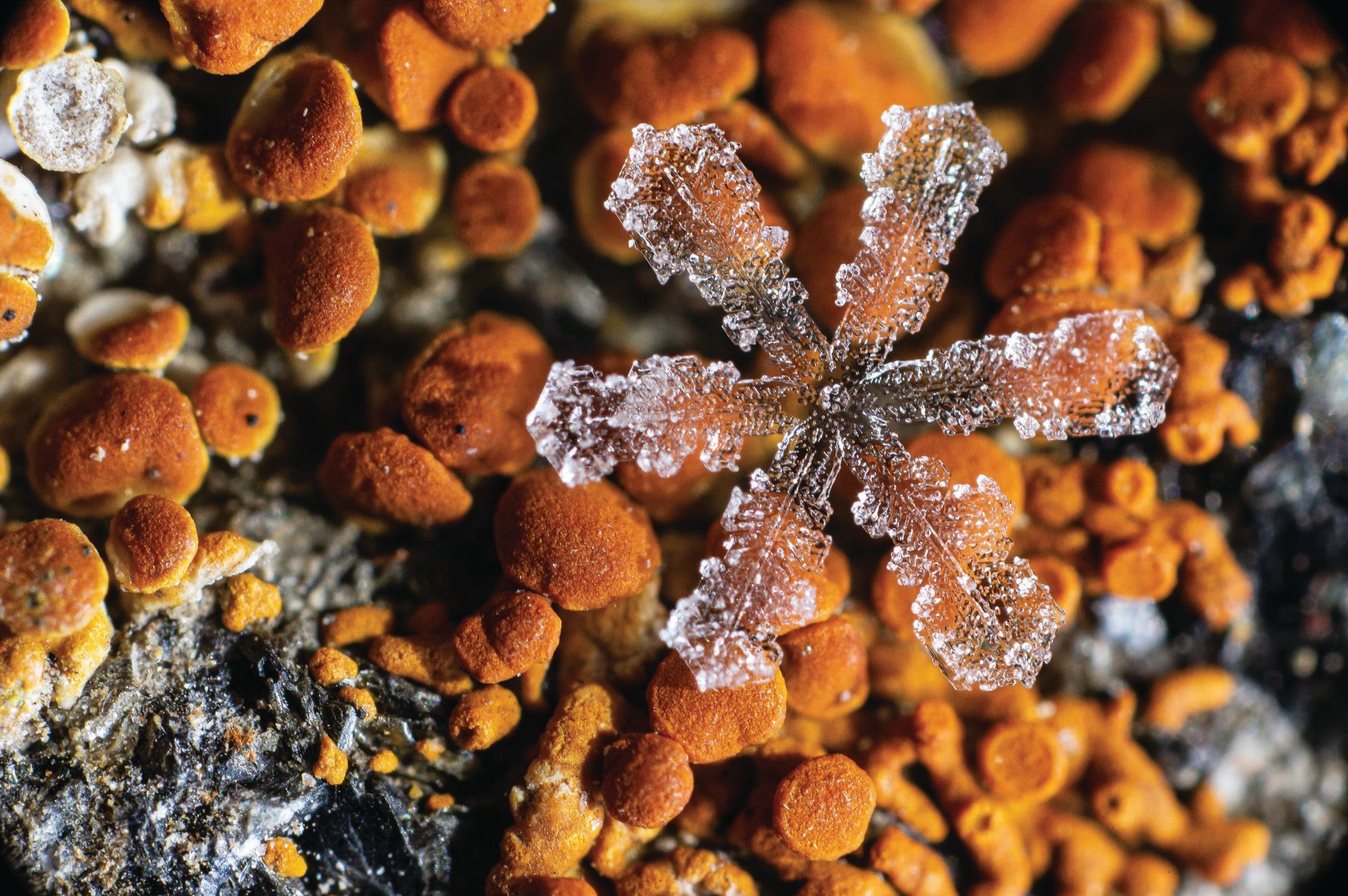 Zooming In on Snowflakes: Capturing Exquisite Patterns