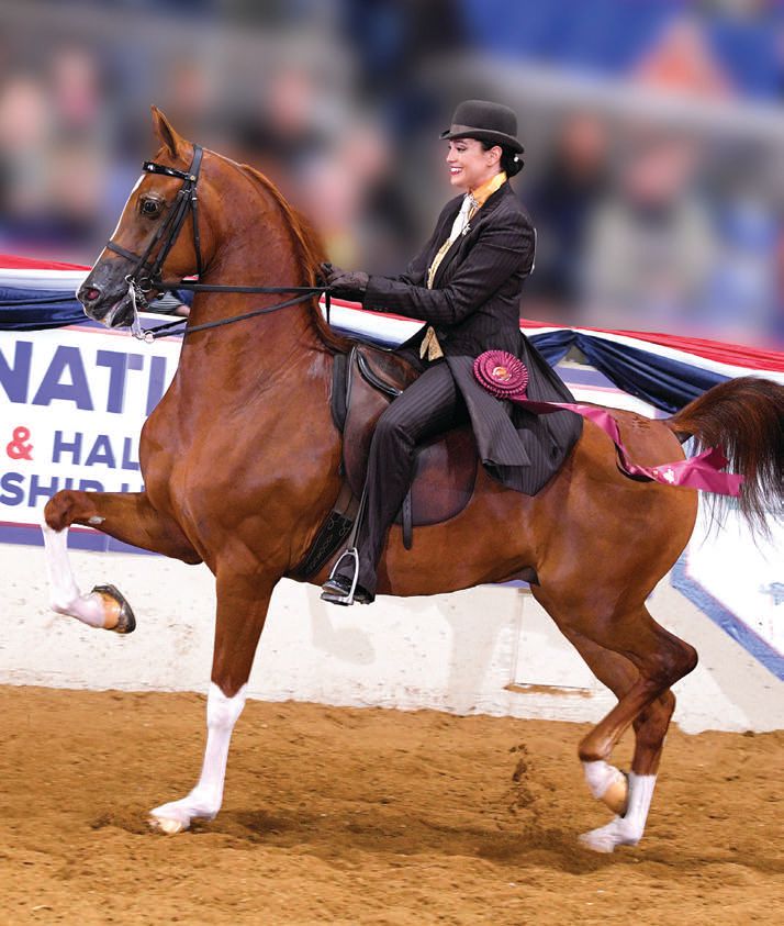 Scottsdale Arabian Horse Show: Insider Tips from Champion