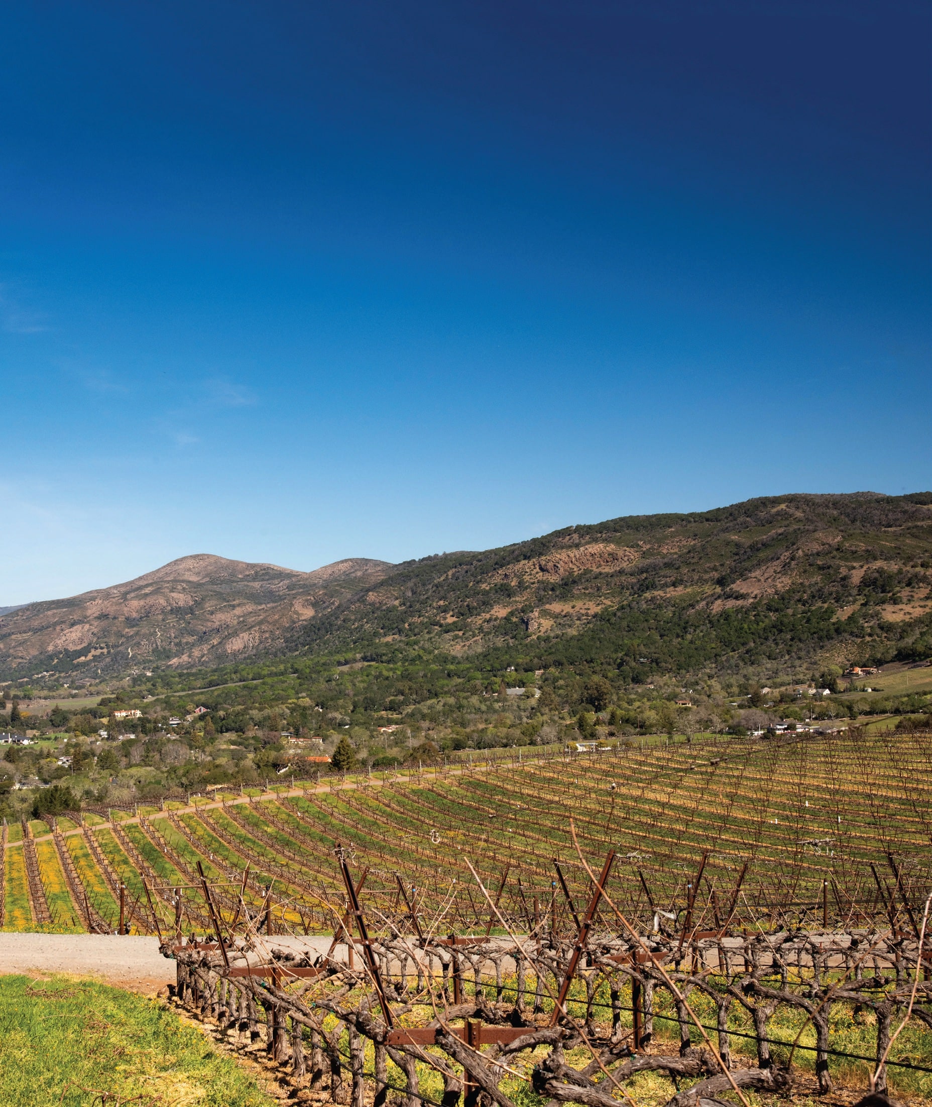 Discover Coombsville: Napa's Newest Wine Experience