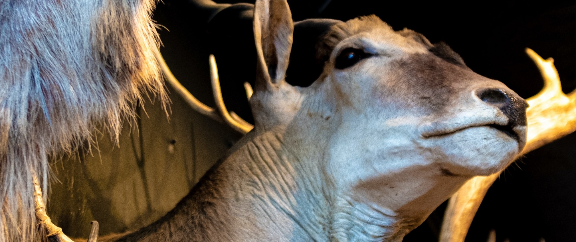 Explore Paxton Gate: A Unique Oddities Boutique