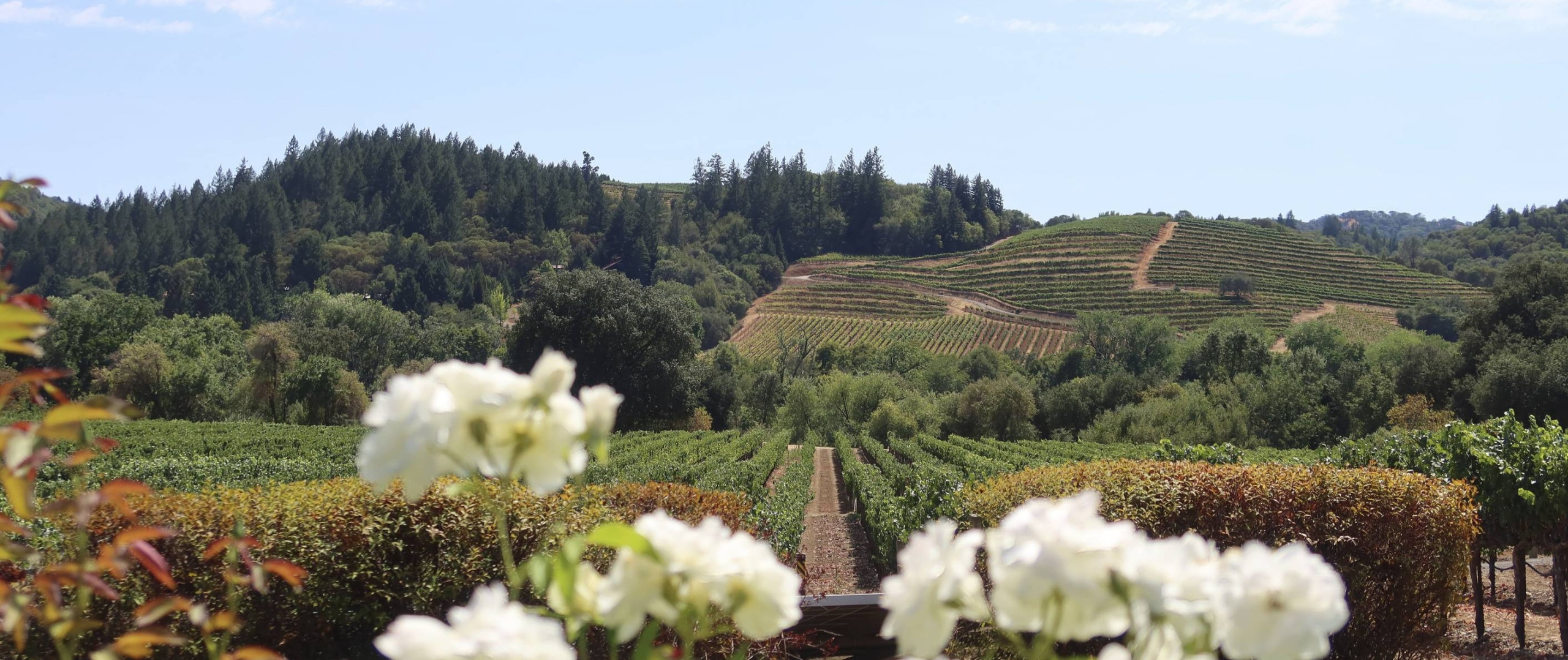 Discover Top 8 Luxurious Vineyard Hotels in the U.S.