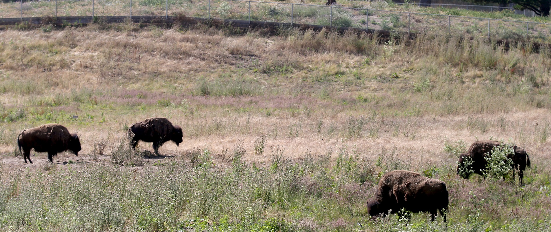 San Francisco's Bison: A Hidden Gem in Golden Gate Park
