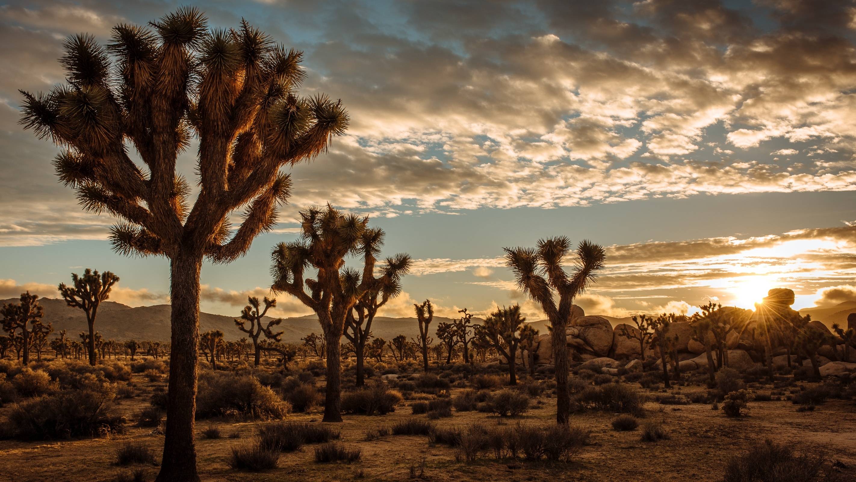 Discover Joshua Tree's Top 6 Restaurants for Unforgettable Eats
