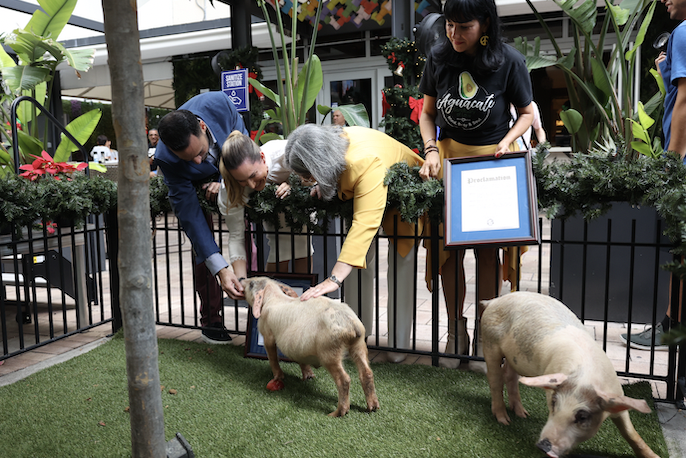 Miami's Unique Pig Pardoning Tradition Saves Holiday Pigs