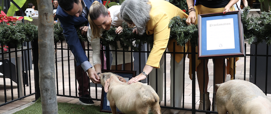 Miami's Unique Pig Pardoning Tradition Saves Holiday Pigs
