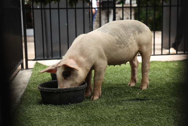 Miami's Unique Pig Pardoning Tradition Saves Holiday Pigs