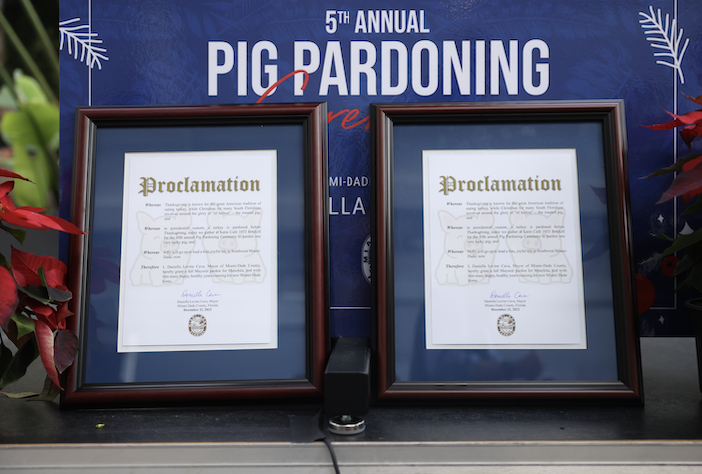 Miami's Unique Pig Pardoning Tradition Saves Holiday Pigs