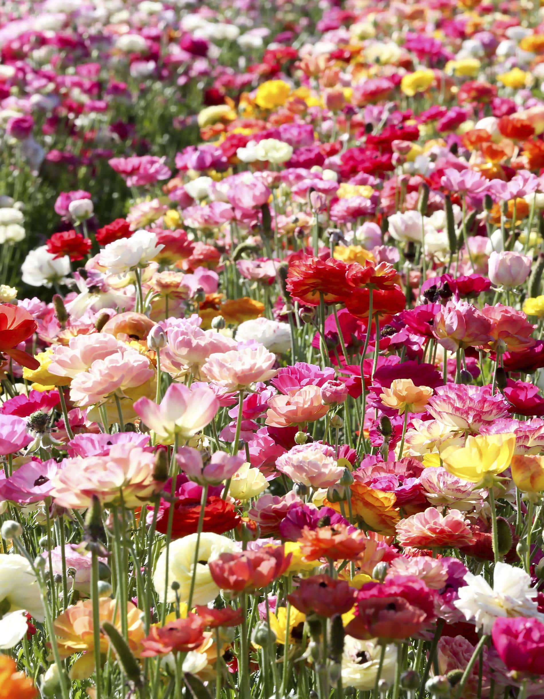The Flower Fields 2023: Spring Celebration in Carlsbad