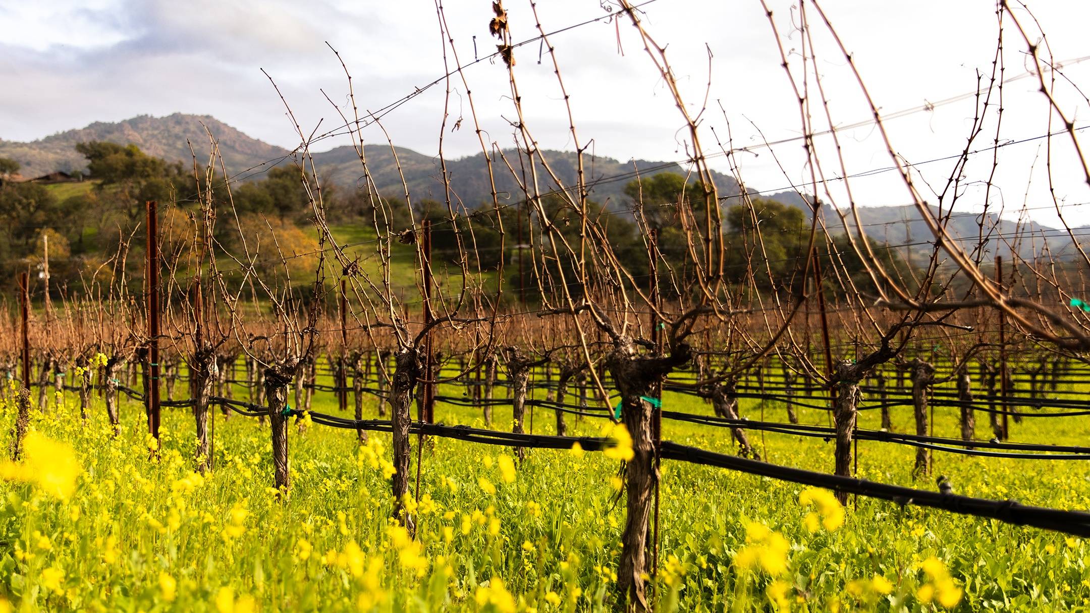 Explore California's Blooming Season: Top Spring Destinations