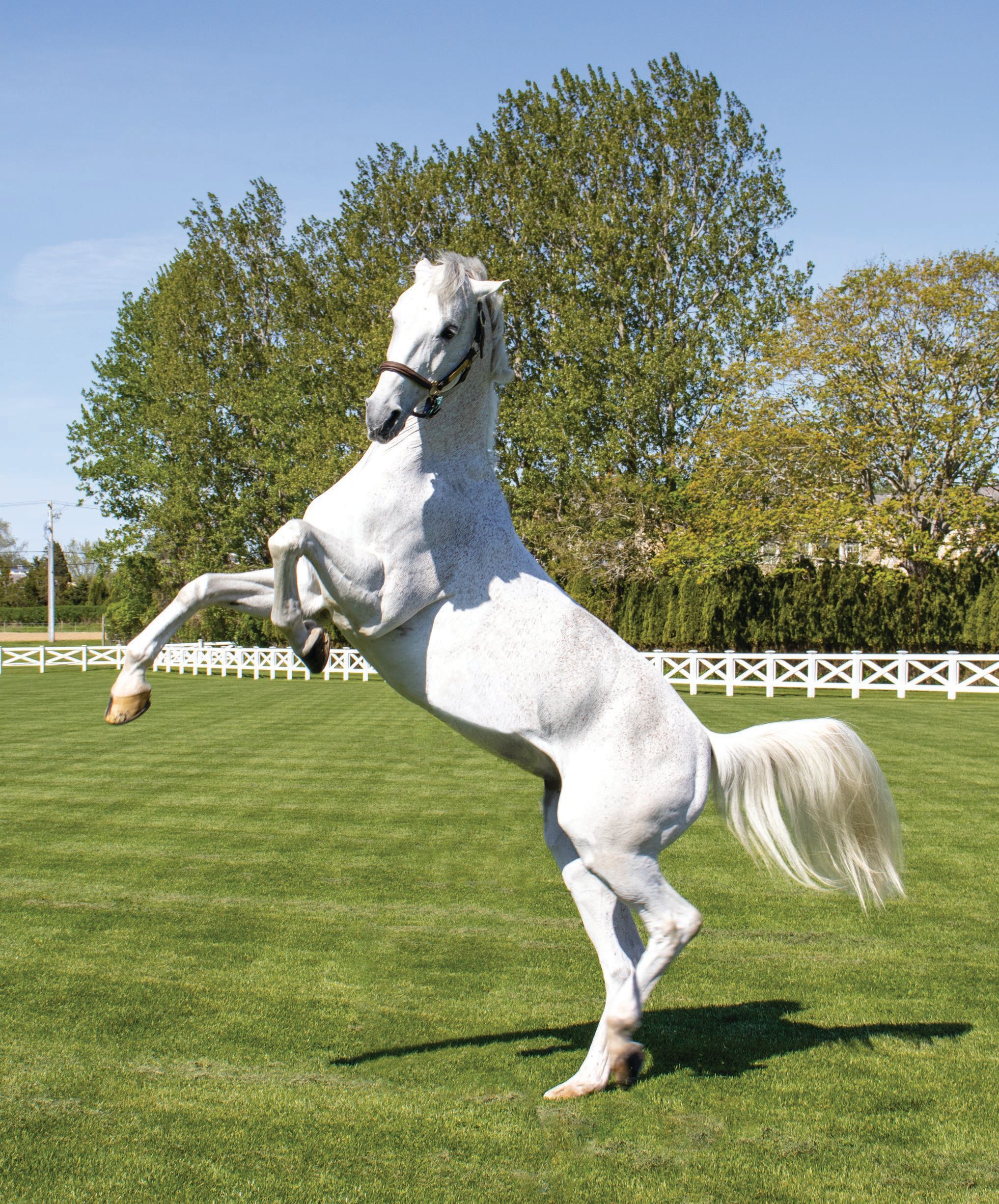 Explore Blue Carreon's Equestrian Life in the Hamptons