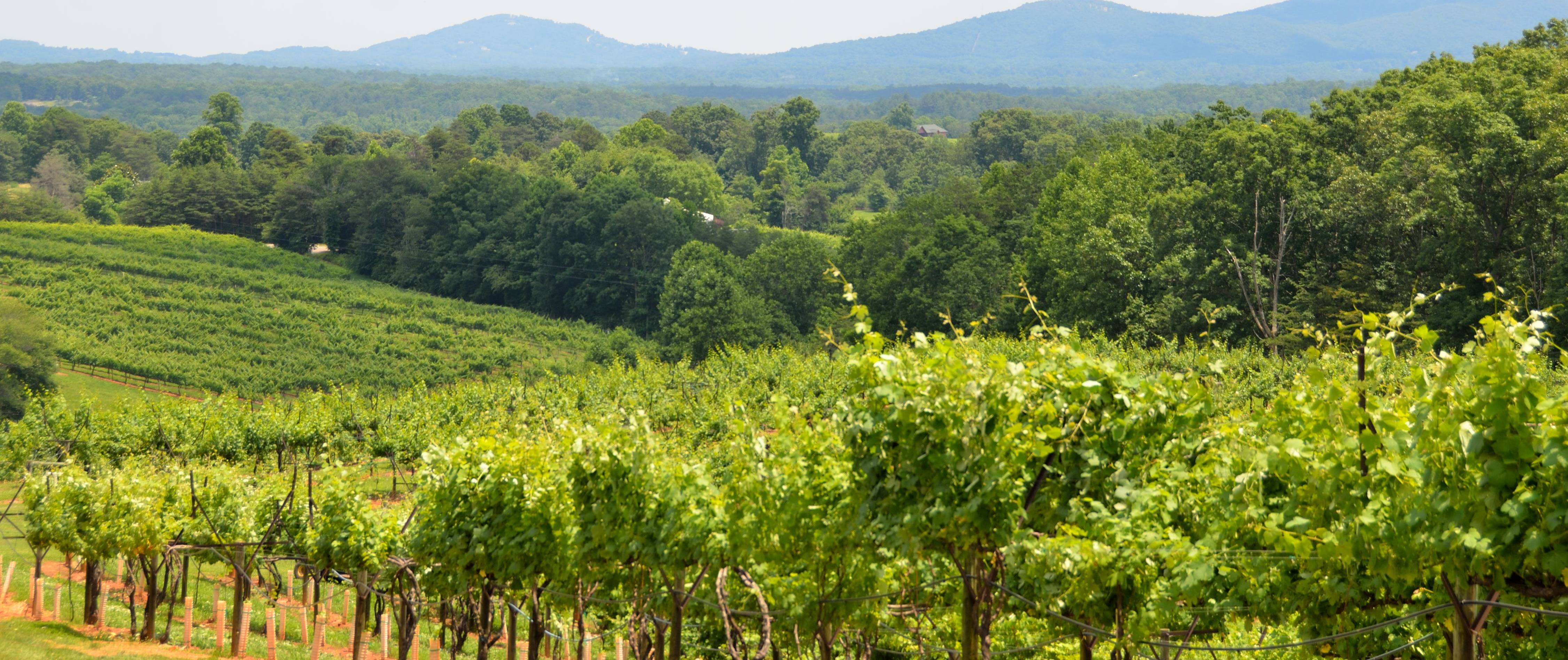 Explore Atlanta's Best Wineries & Tastings