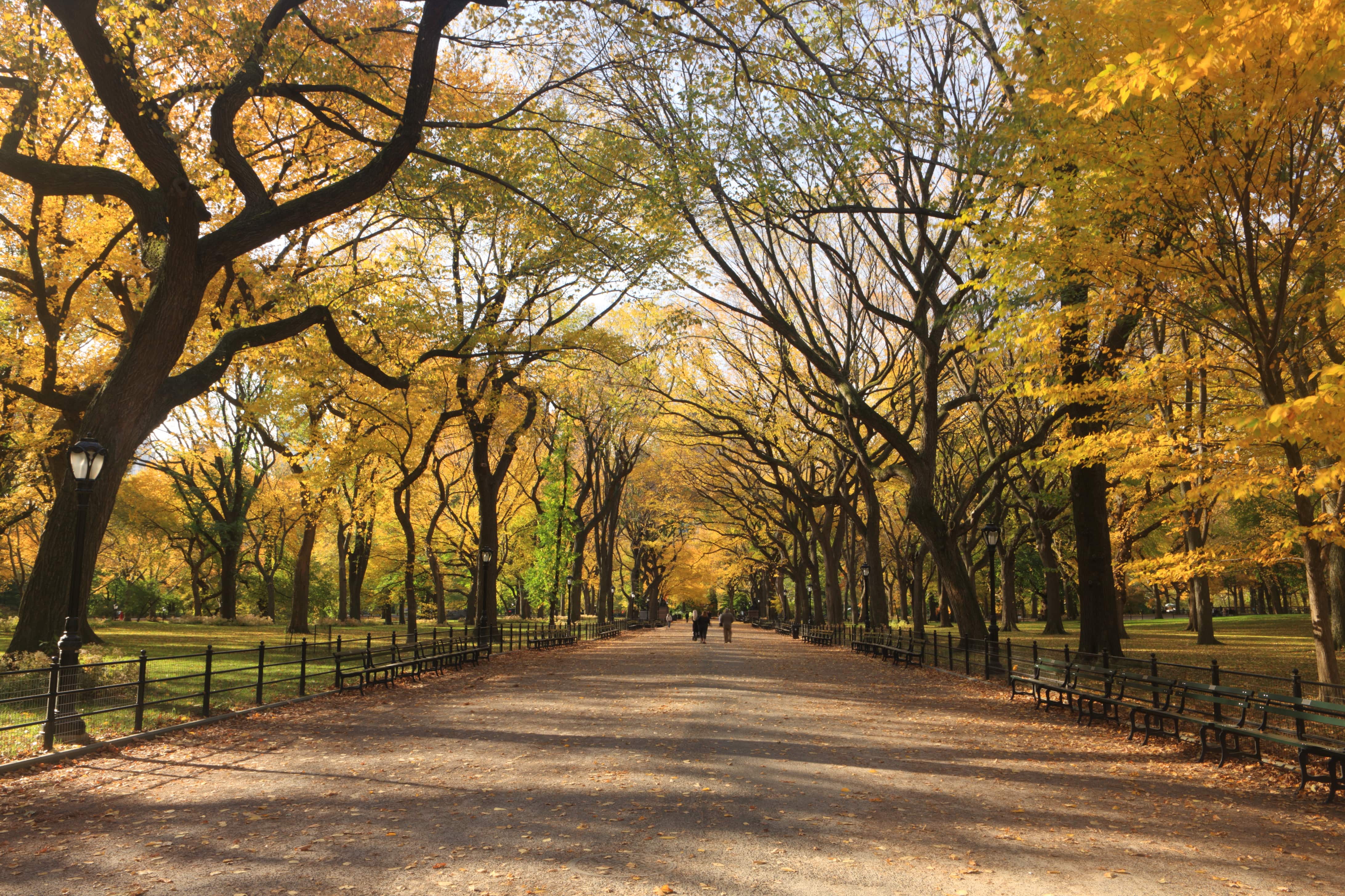 Top 5 Autumn Activities in NYC: Explore the Best of Fall