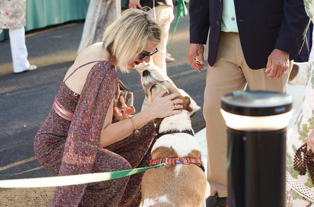 Celebrate ARF's 50th at the Bow Wow Meow Ball in Hamptons