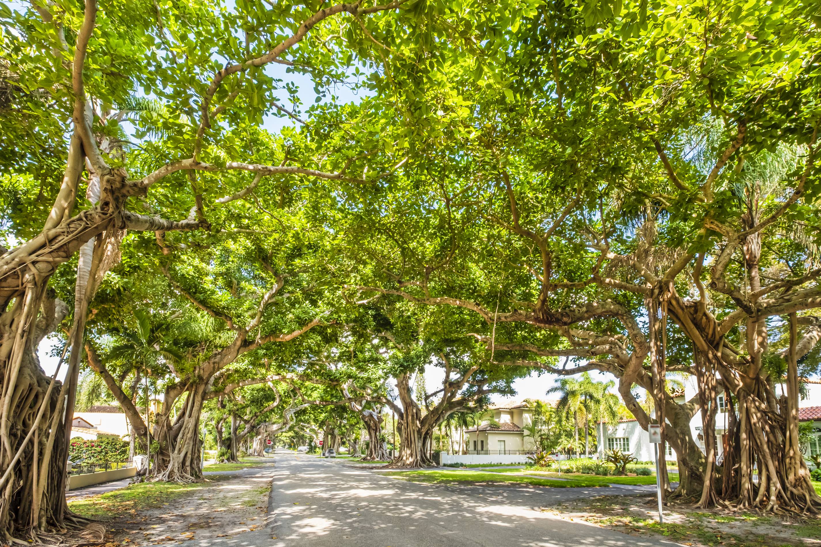 Best Running Trails in Miami: Scenic Routes to Explore