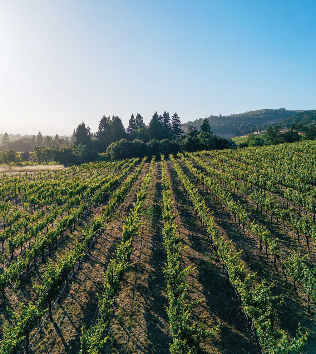 Napa's Innovative Winery: Rebirth After Wildfires