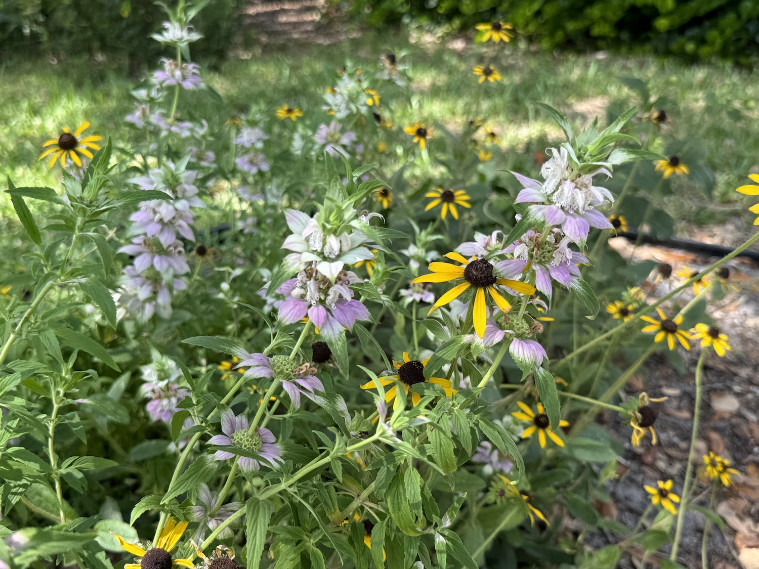 Annual Native Plant Garden Tour in Palm Beach County