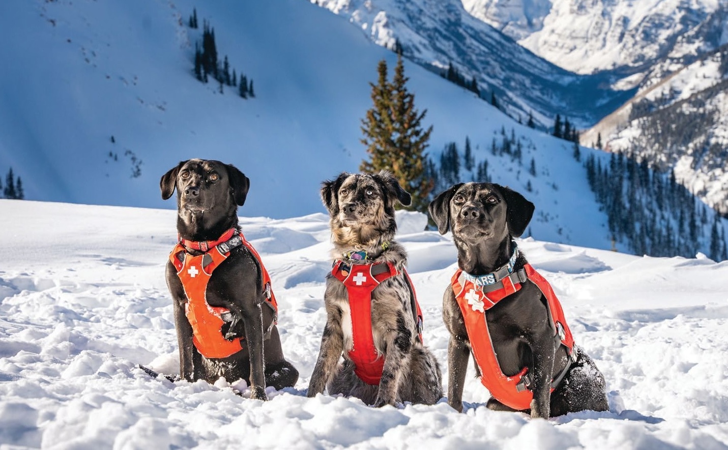 Avalanche Dogs: Heroes of Ski Resort Rescue Teams