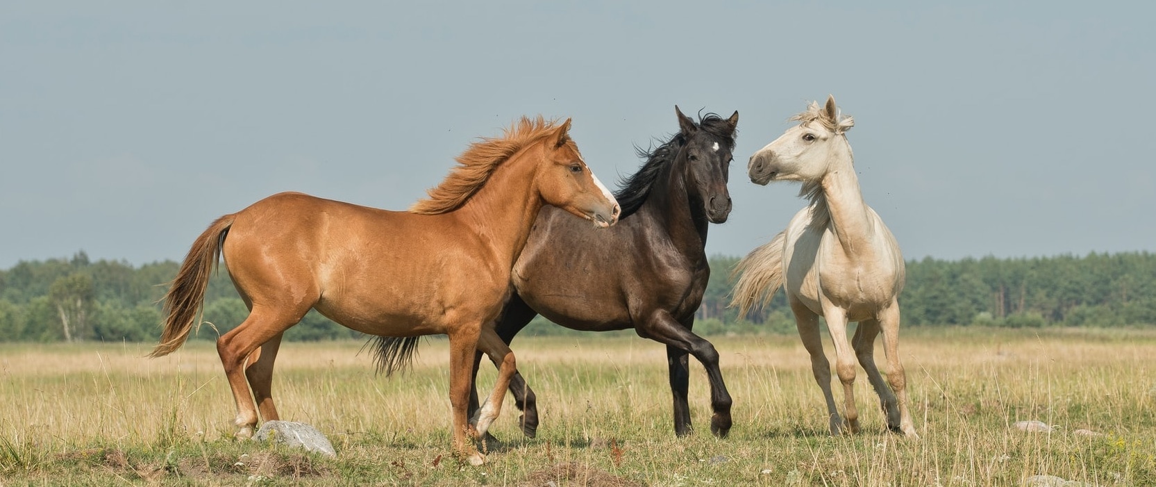 Top 7 Horseback Riding Spots in Dallas for Spring Fun
