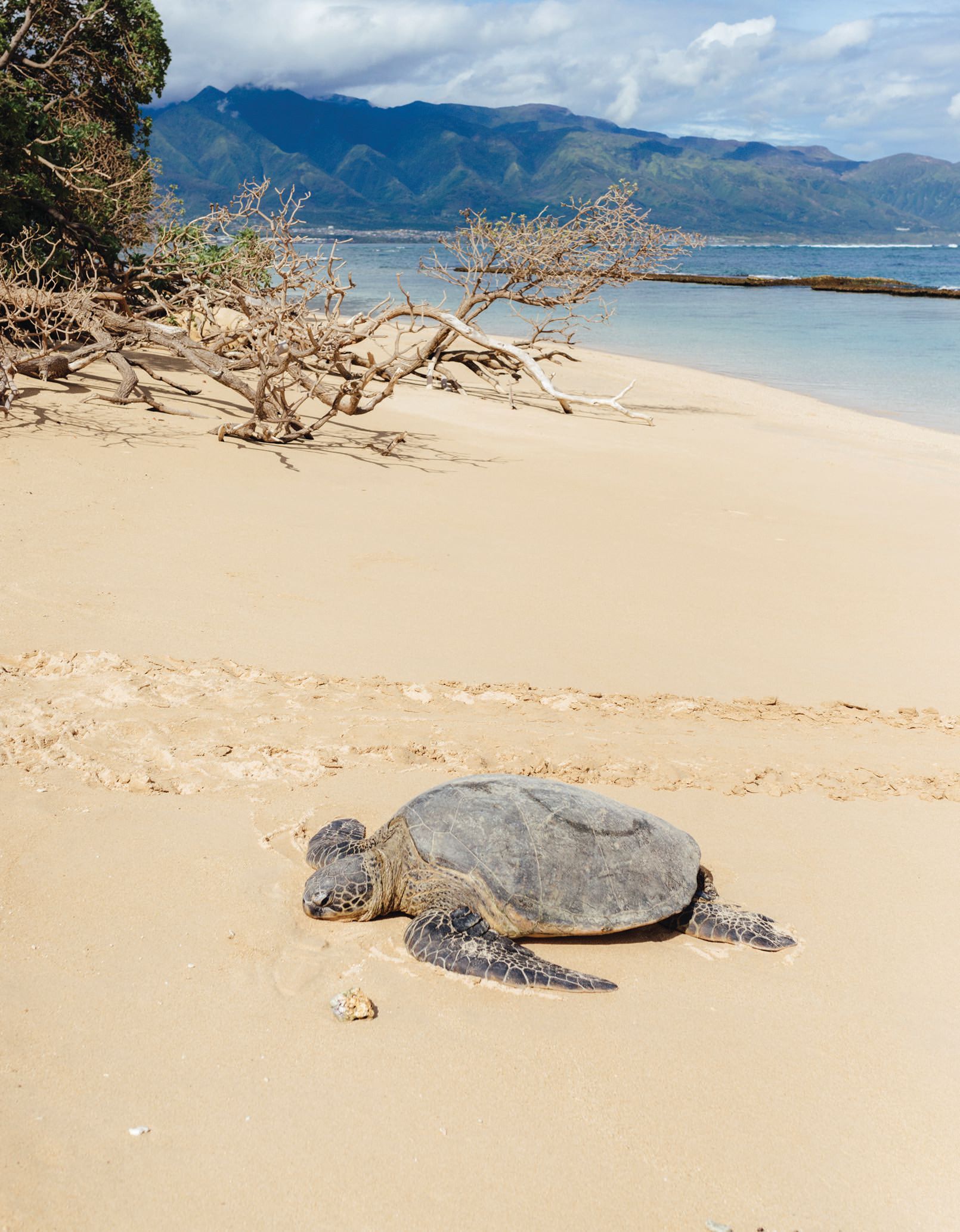 Maui's Best Attractions: Explore Post-Fire Recovery