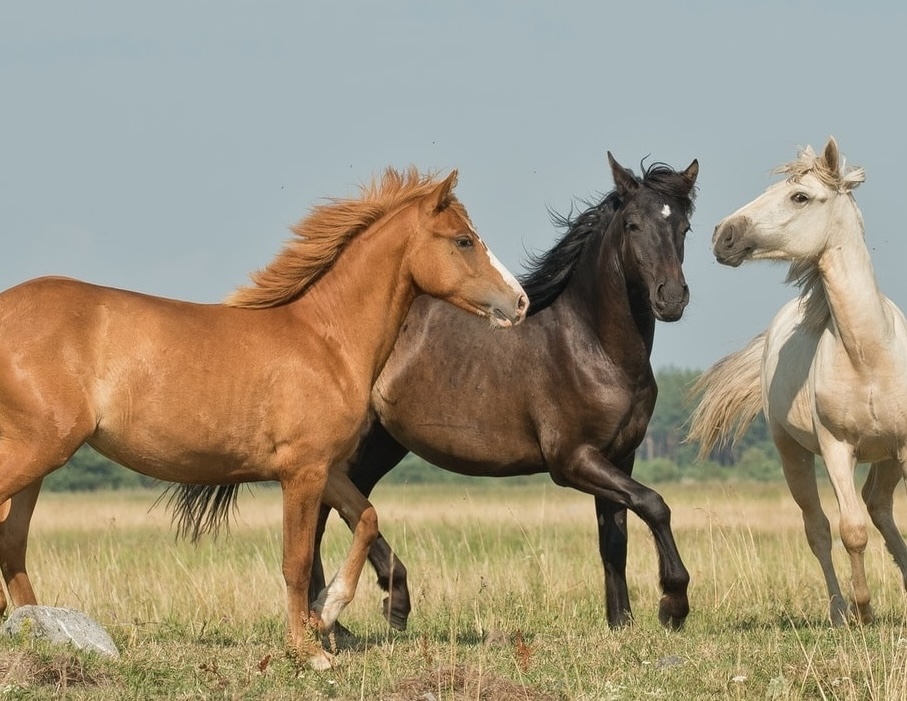 Top 5 Horseback Riding Spots Near Chicago