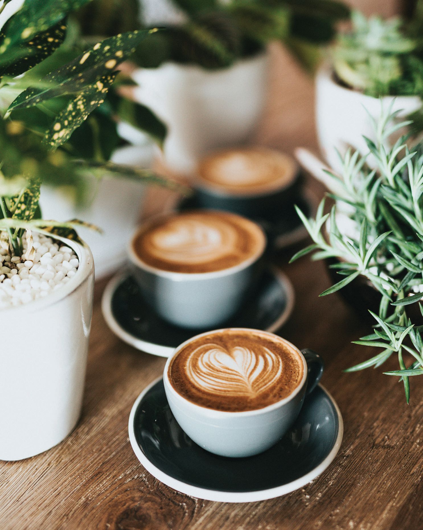 Top 12 Must-Try Coffee Shops in San Francisco