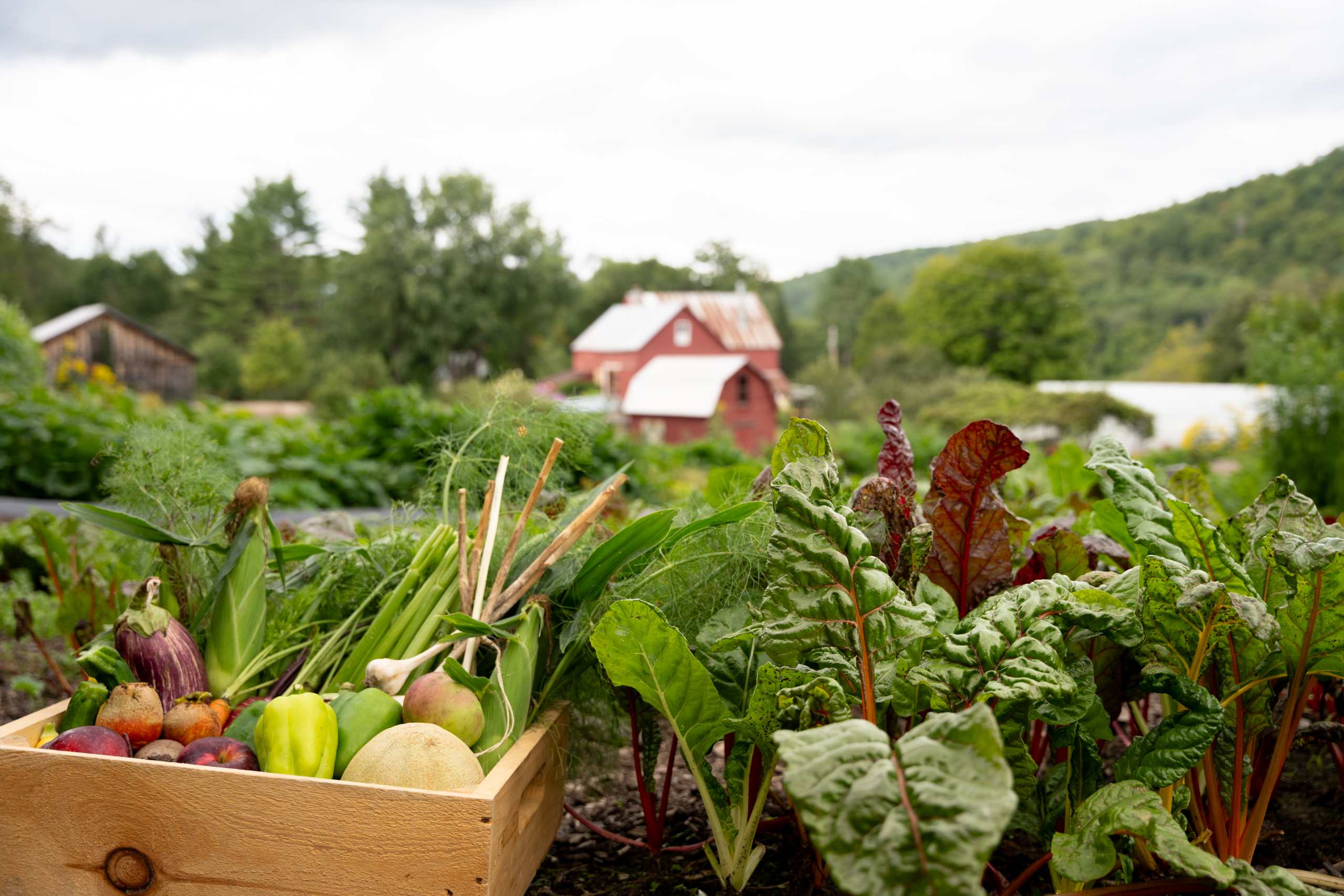 Vermont's Woodstock Inn Resort: Local Dining Experience
