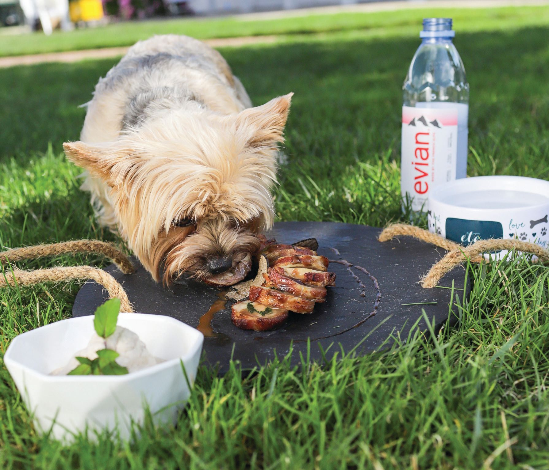 Pet-Friendly Dining: Top 6 Hamptons Restaurants for Dogs